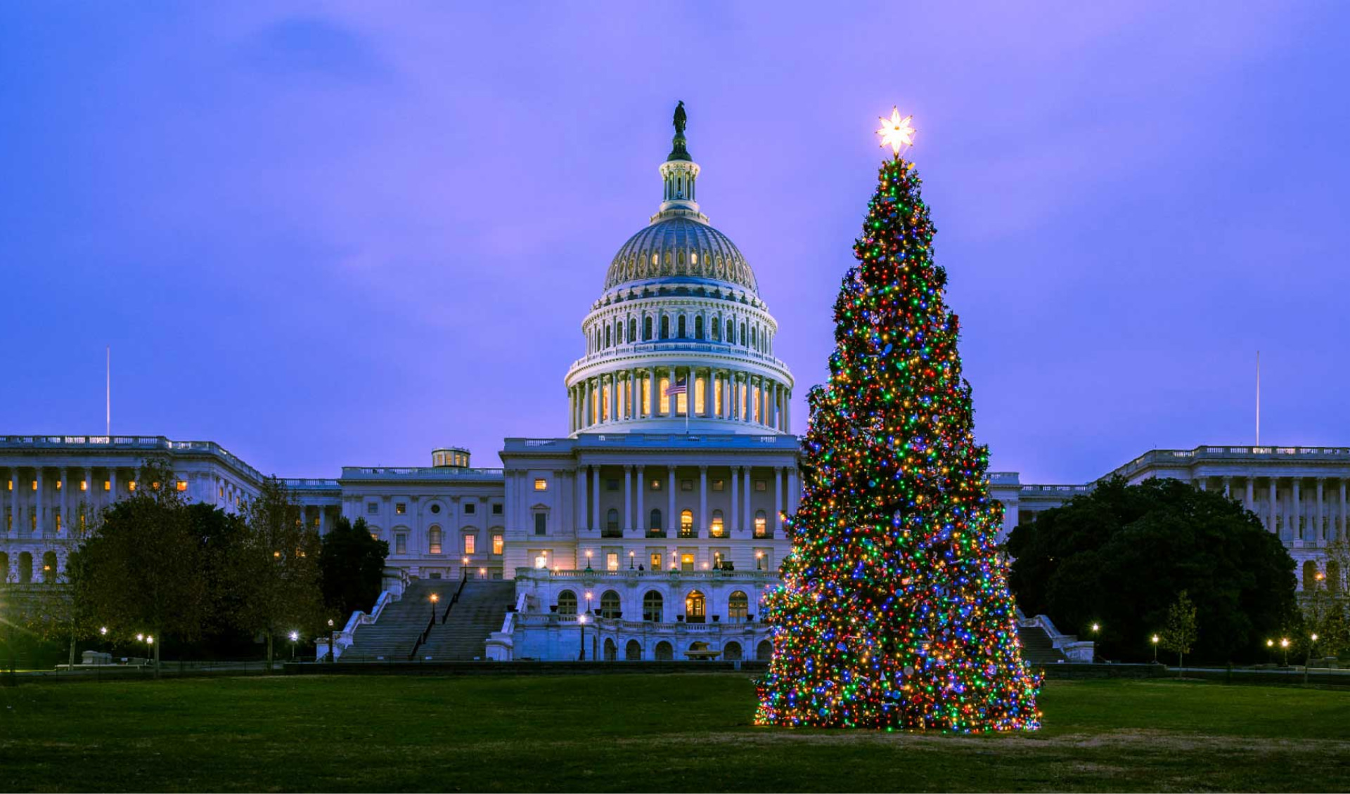 Magnificent 63-foot Norway Spruce - Solera